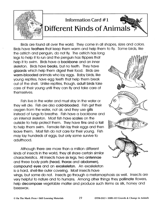 Different Kinds of Animals Lesson Grades 2-3