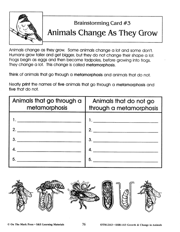 Growth & Change in Animals Brainstorming Activities Grades 2-3